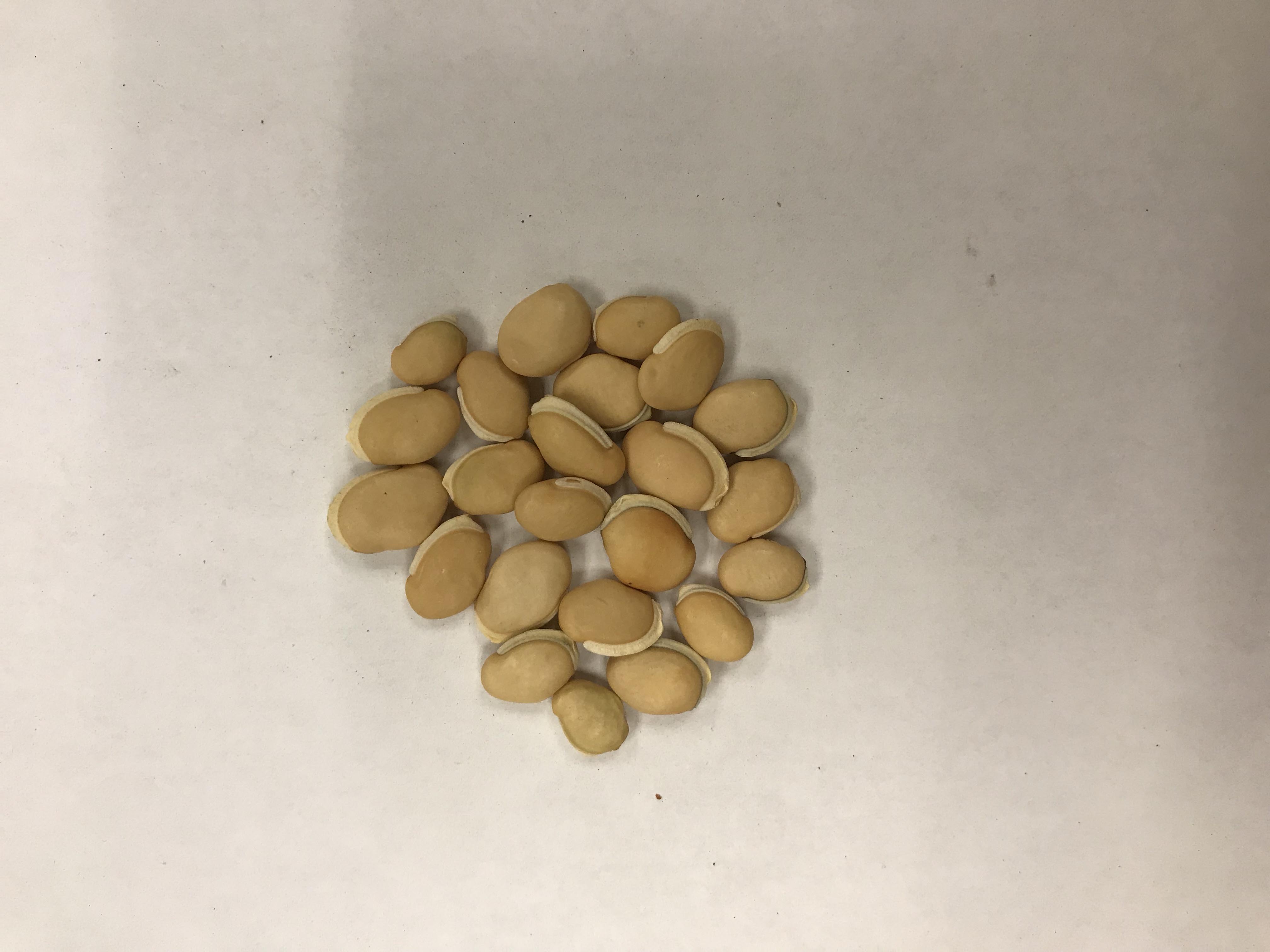 白扁豆 Bai Bian Dou – TCM Herbs