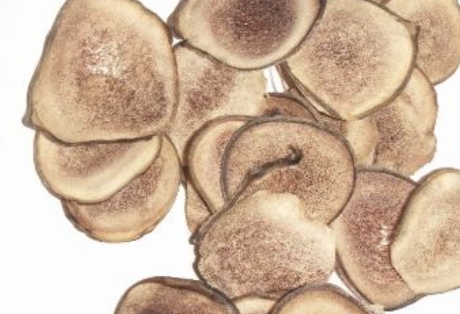 鹿茸 Lu Rong – TCM Herbs