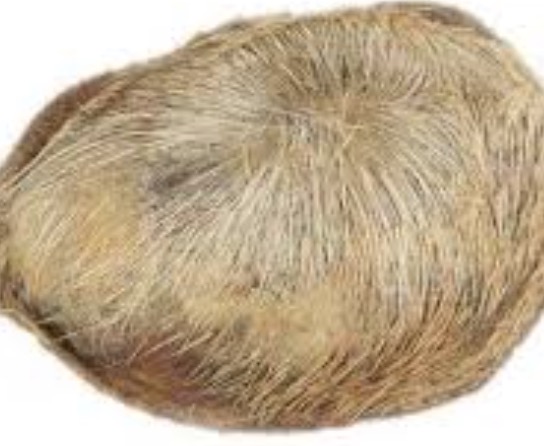 麝香 She Xiang – TCM Herbs